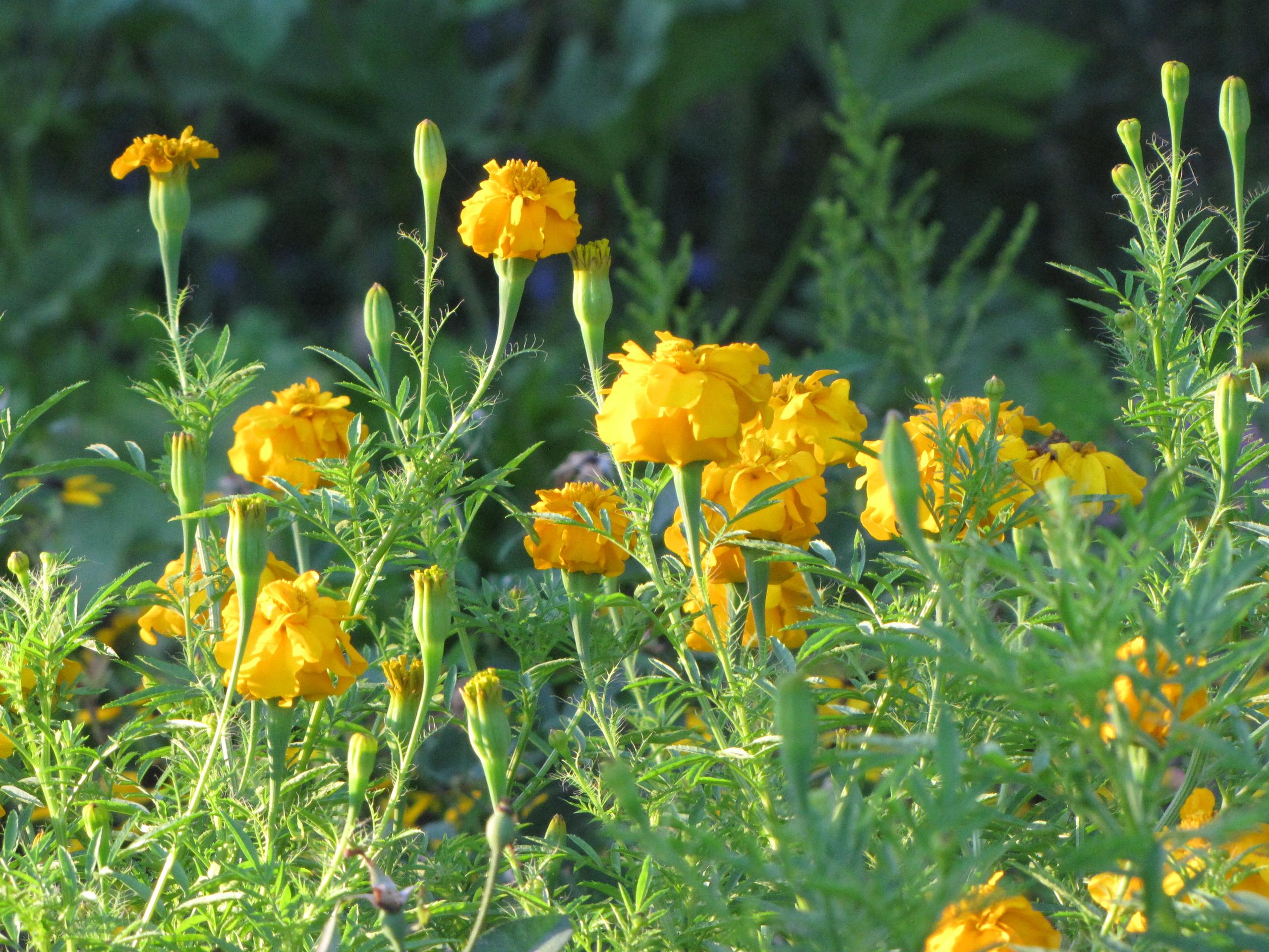 African Marigold | George Washington's Mount Vernon