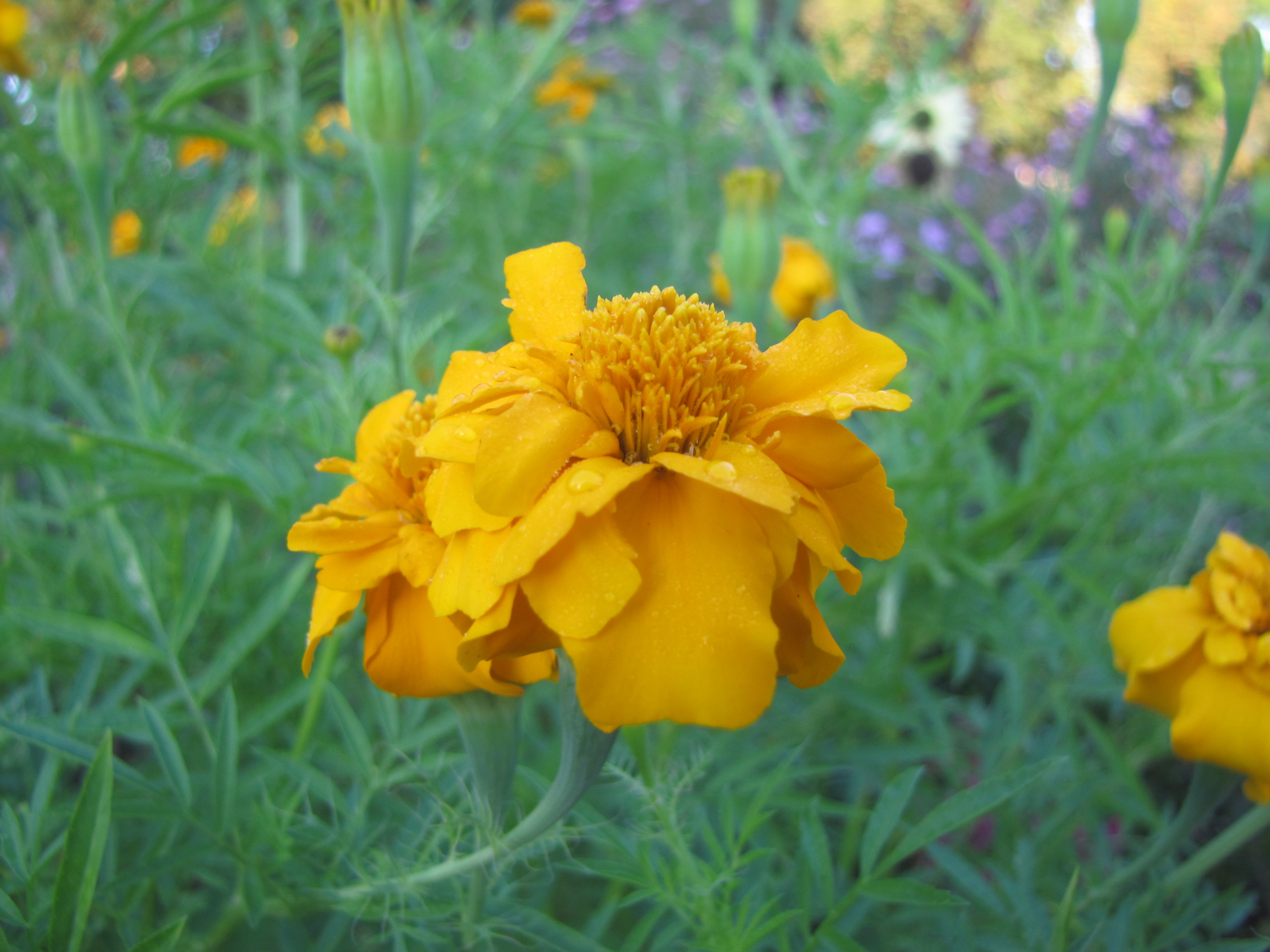 African Marigold | George Washington's Mount Vernon