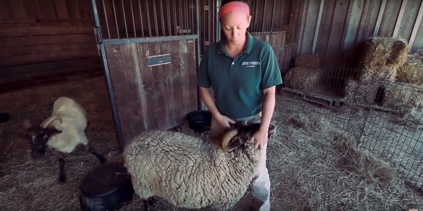 Traditional 18th Century Sheep Shearing | George Washington's Mount Vernon