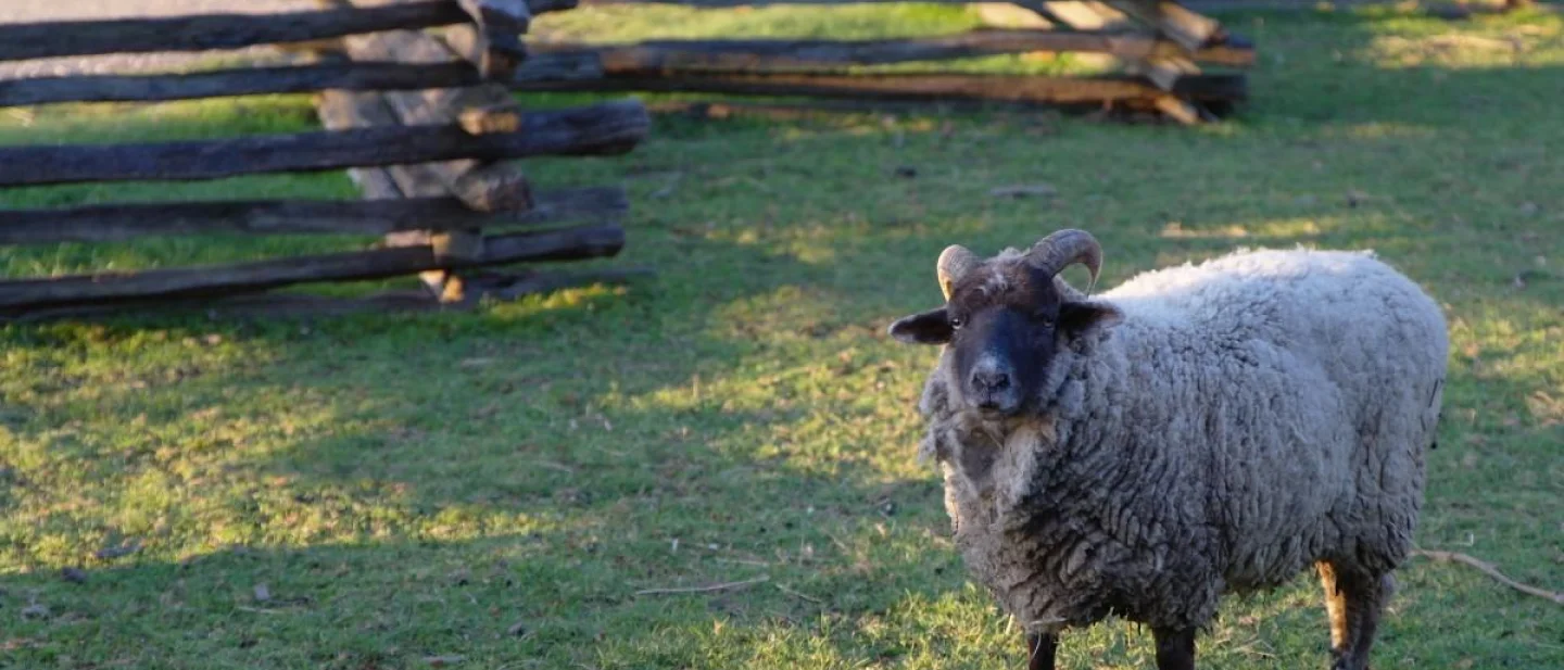 Animals of Mount Vernon | George Washington's Mount Vernon