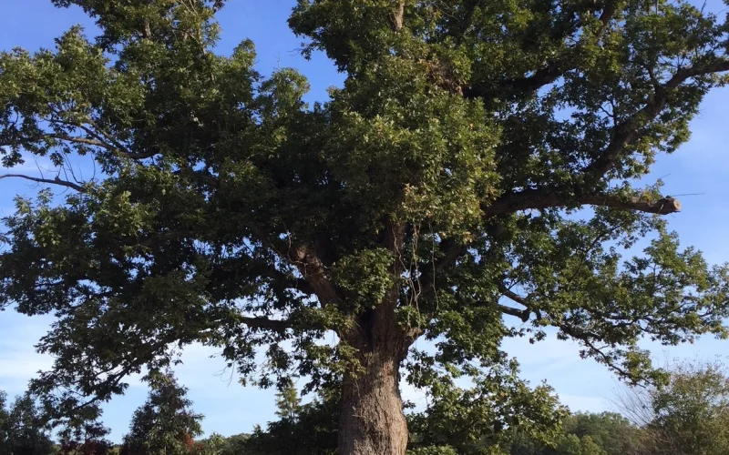 White Oak | George Washington's Mount Vernon